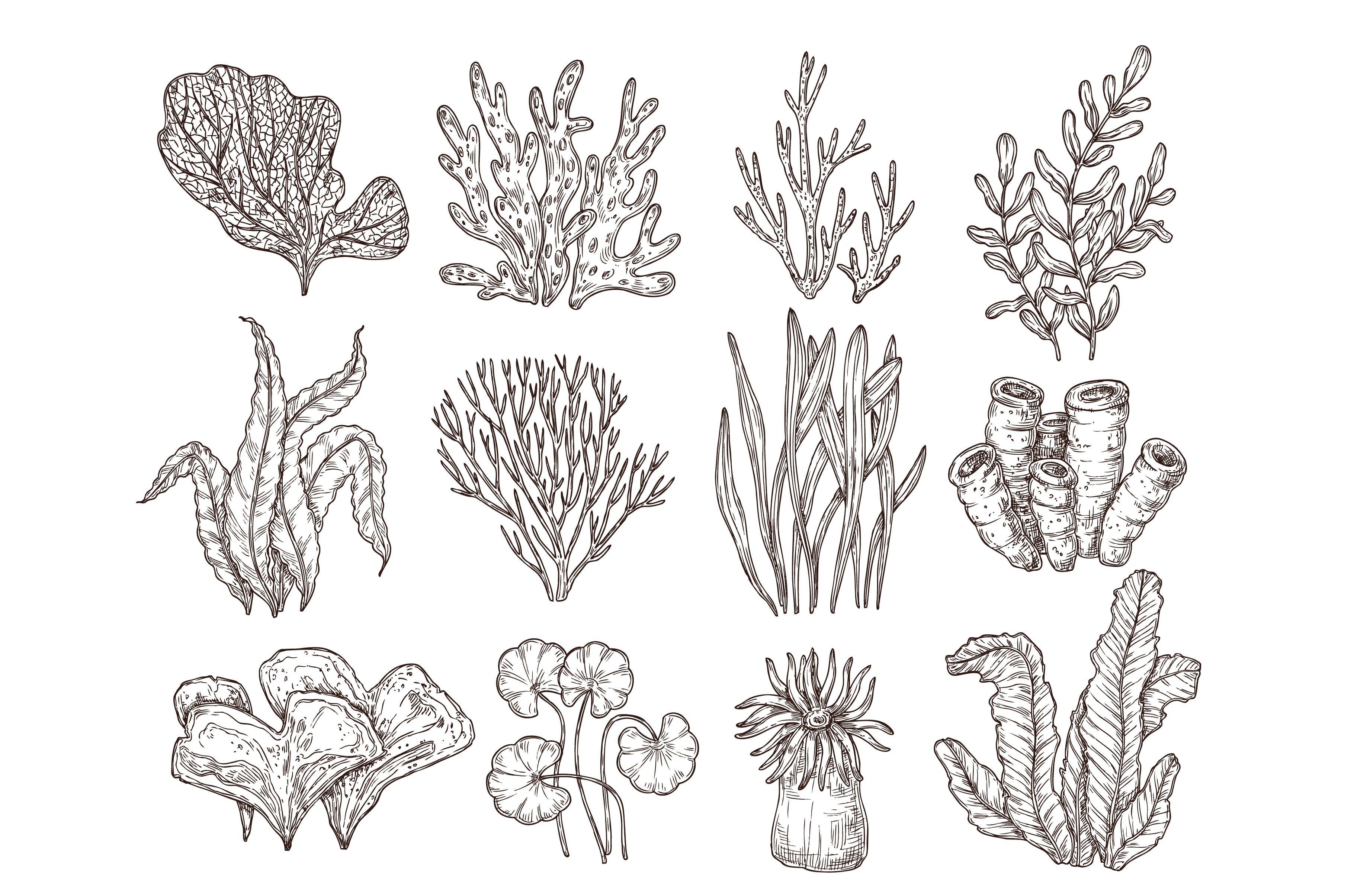 Sketch seaweed. Isolated ocean, a Background Graphic by Valerie Bodnar ...