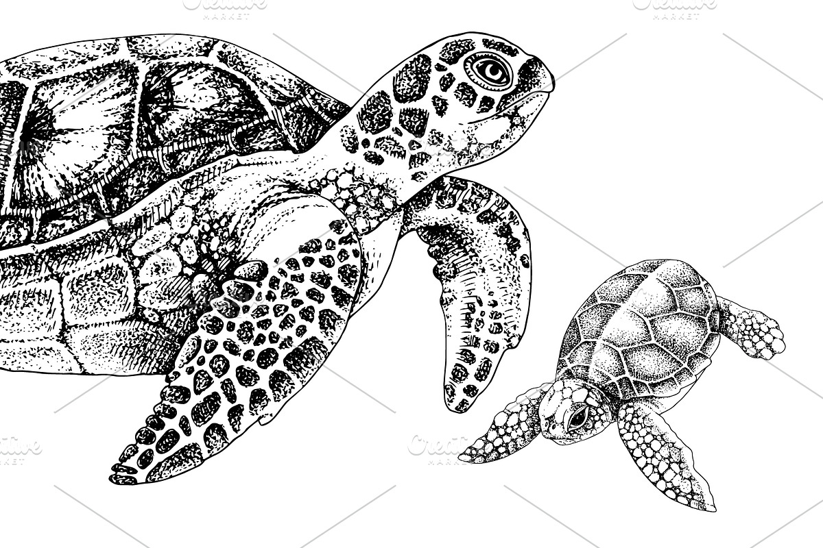 Sea turtle life cycle, an Object Graphic by handsketched