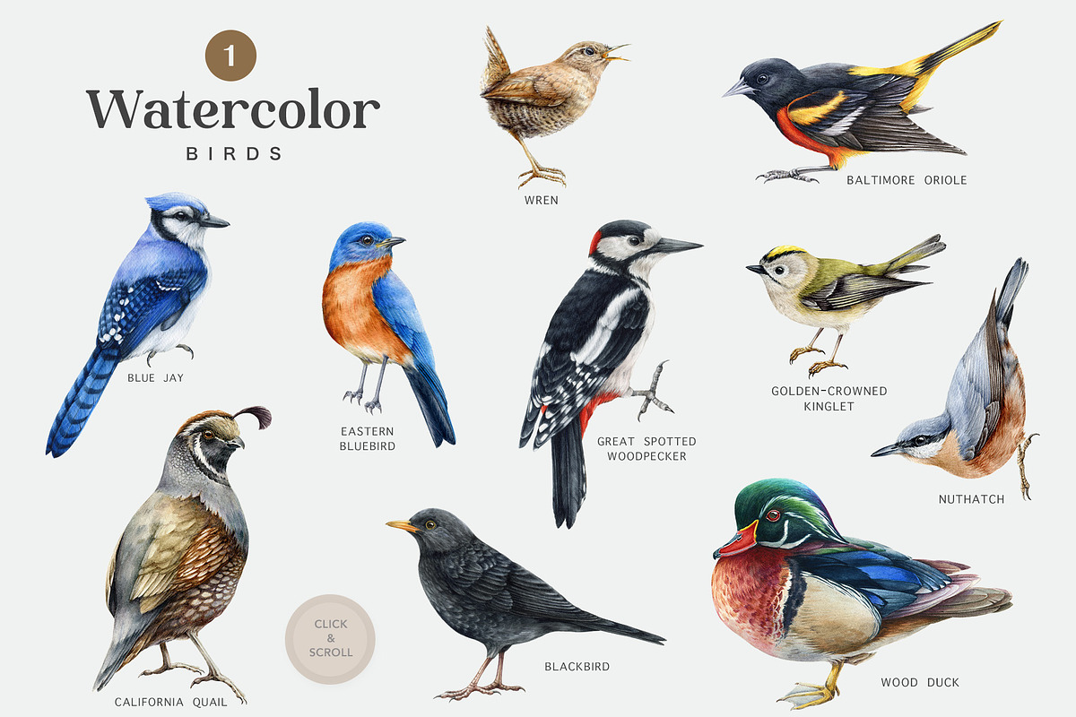 Forest Birds Watercolor Set | Creative Market
