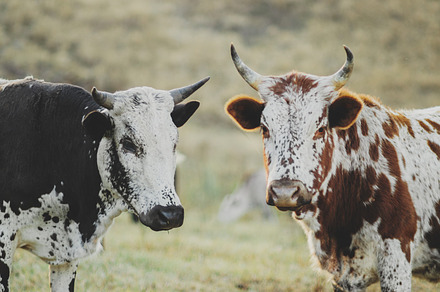 Beautiful African Nguni Cow, an Animal Photo by René Jordaan Photography