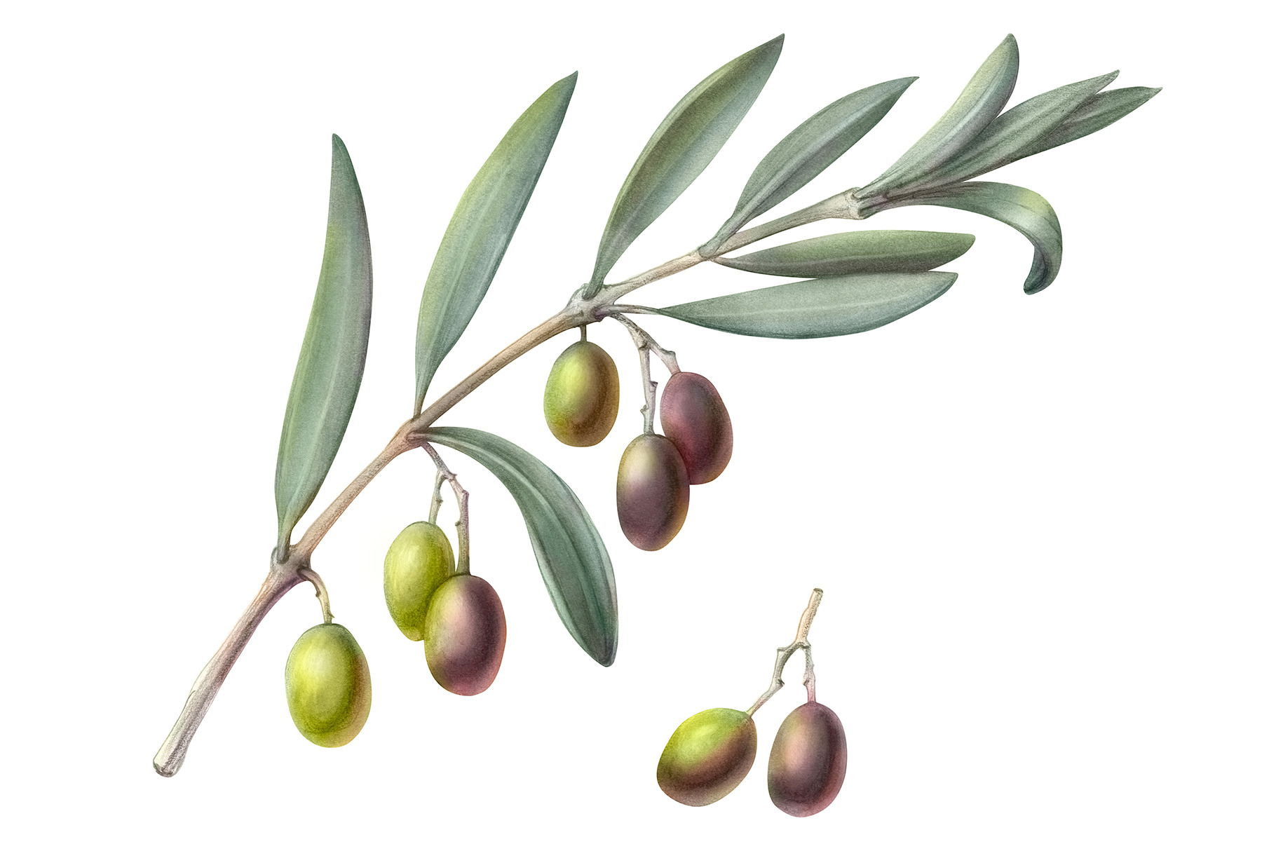 Olive Branch Pencil Illustration, a Food Illustration by Anna Repp ...