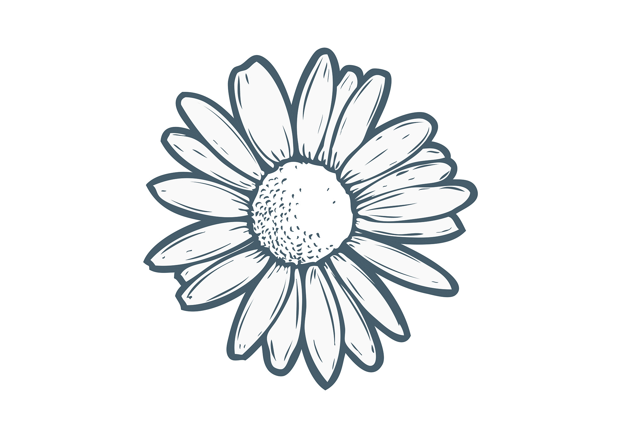 Chamomile illustration, a Decorative Illustration by Sketch Seven Shop