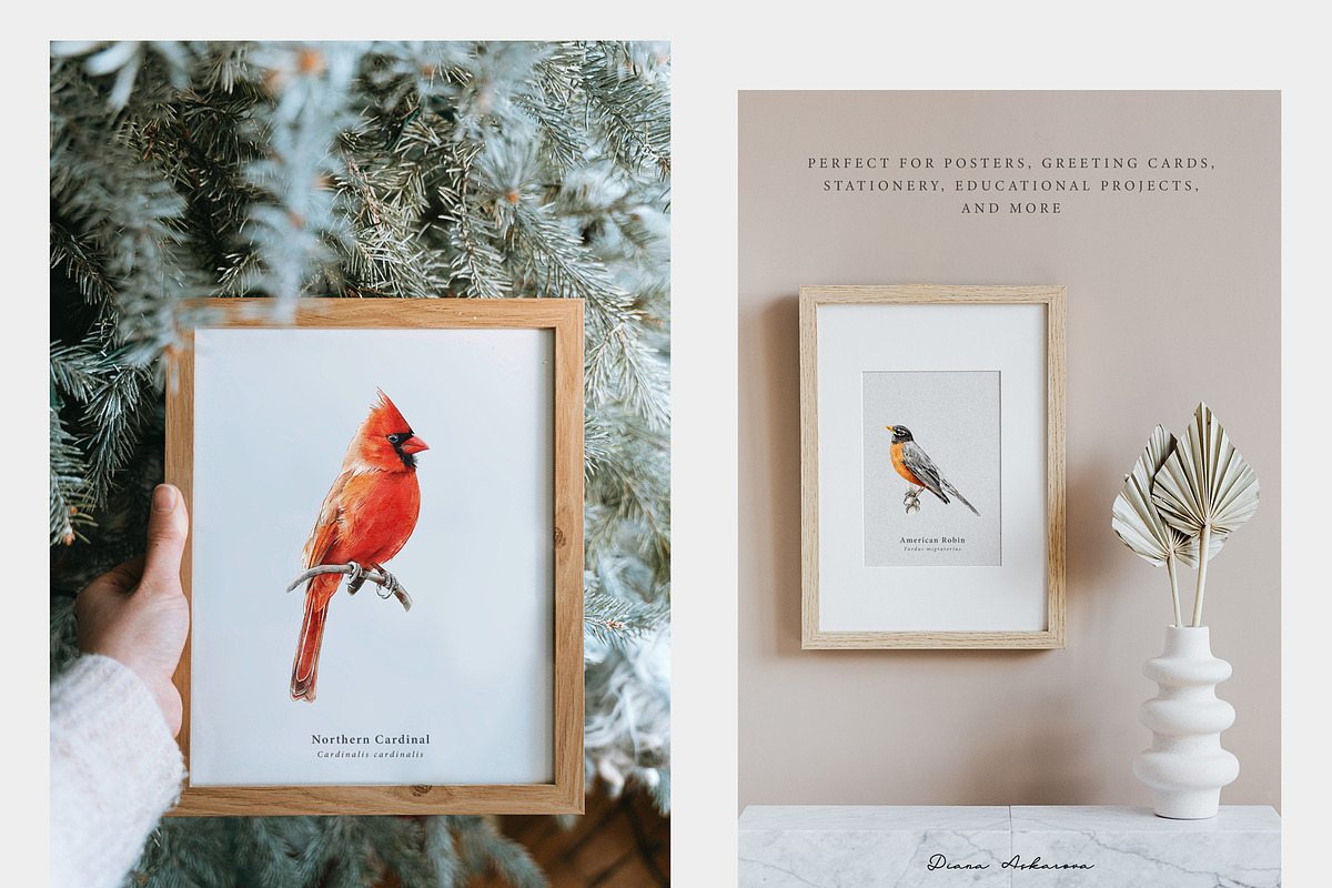 Birds of North America watercolor set