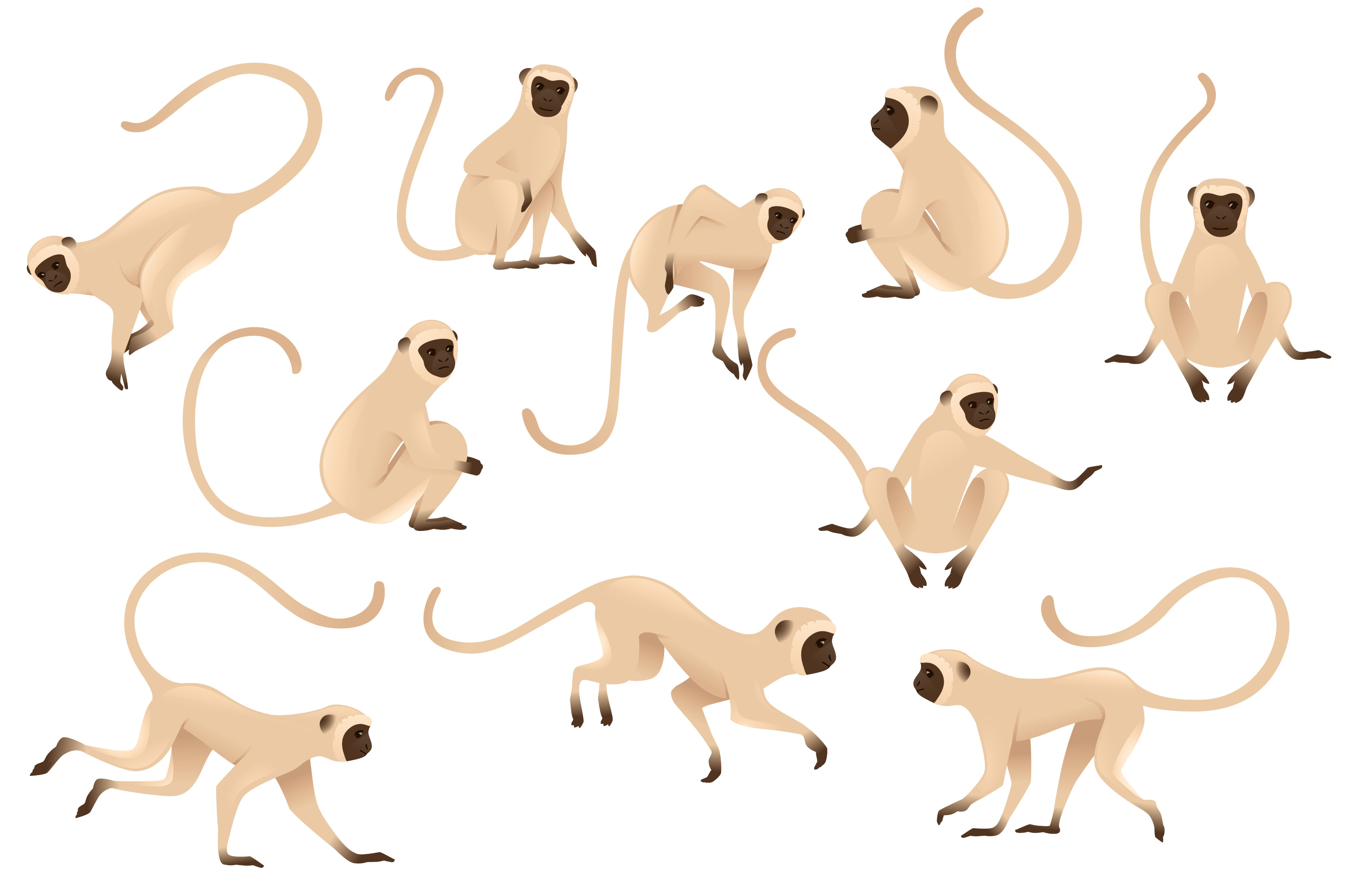 Set of cute vervet monkey beige, an Animal Illustration by Alfmaler
