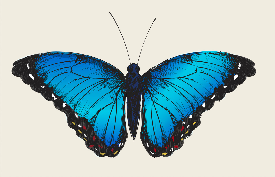 Illustration drawing of butterfly, an Animal Illustration by rawpixel