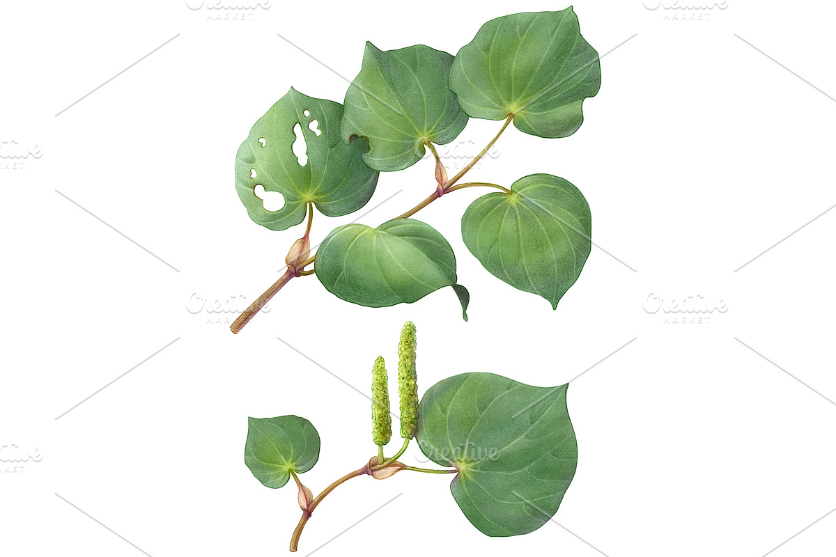 Kawakawa Tree Branch Illustration, an Illustration by Anna Repp ...