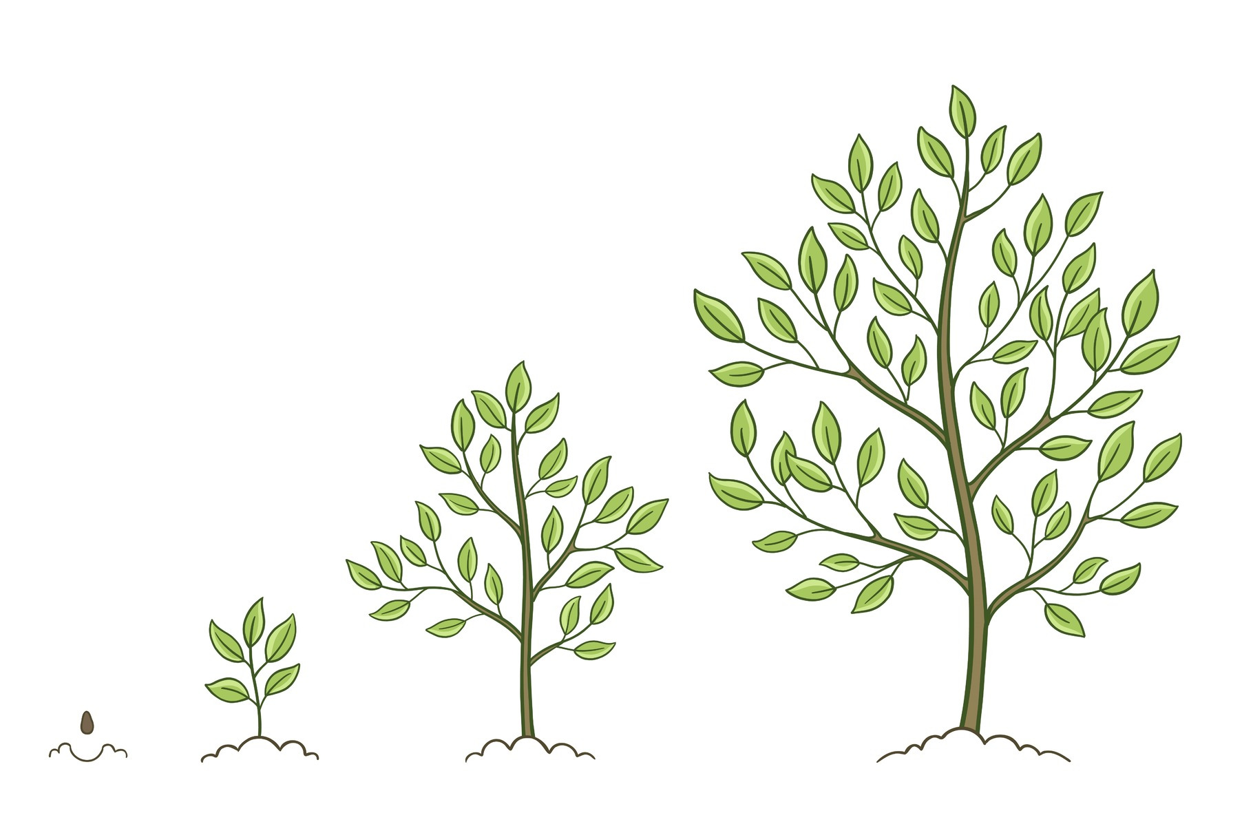 Tree growth stages set. Plant, an Illustration by Vector illustrations