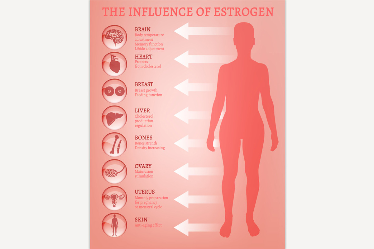 Estrogen effects Infographic, an Education Illustration by Anna's Shop