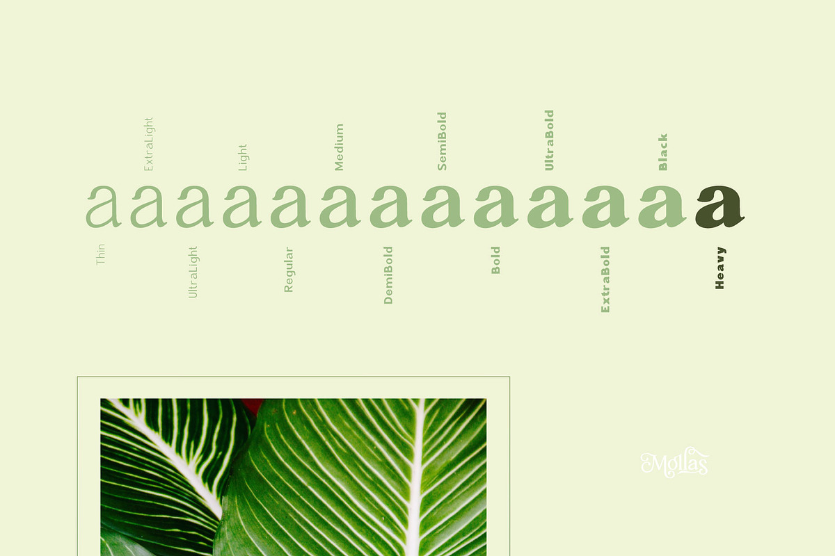 Mollas Typeface, a Serif Font by alit design