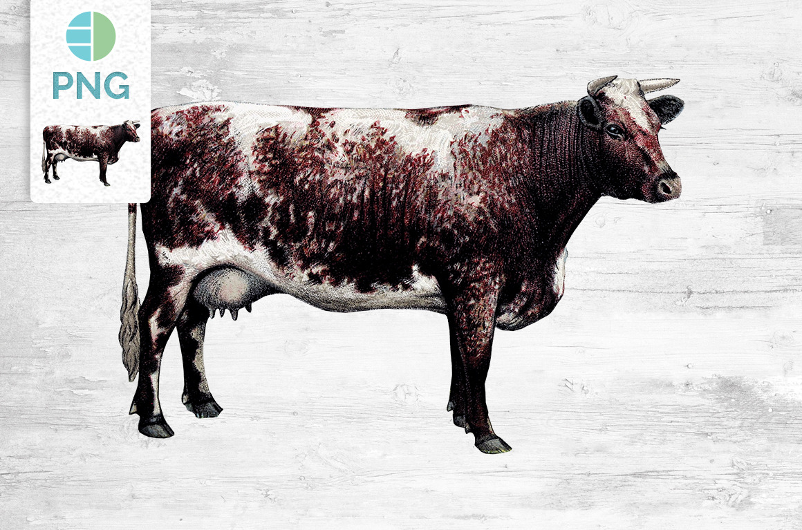 Cow Clipart Shorthorn, an Animal Illustration by Enliven Designs