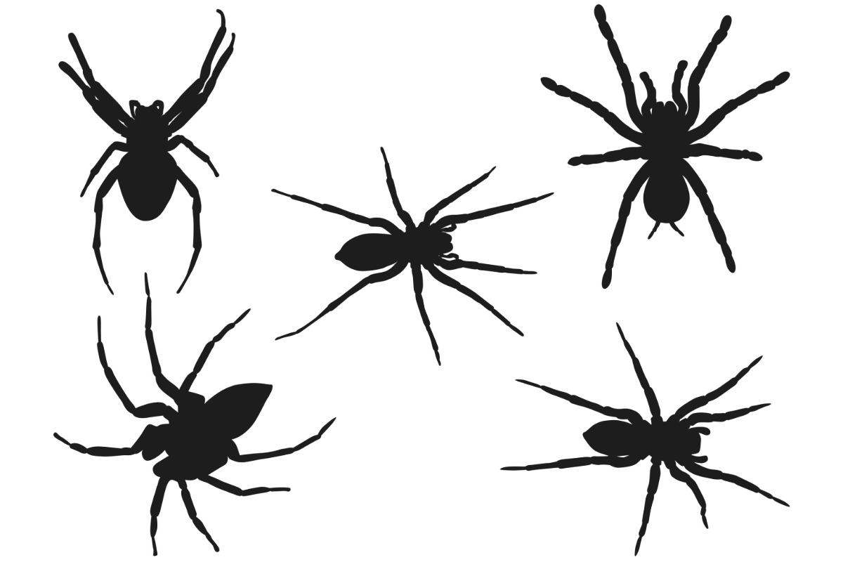 Spider Silhouettes Set 1 Procreate, a Brush Add-On by Disasterology Ink