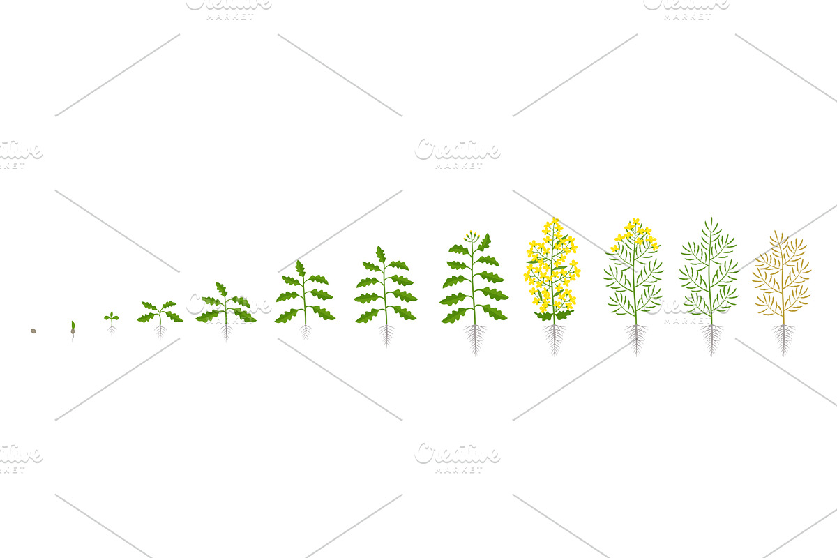 Rapeseed Growth Stages, an Illustration by Vector illustrations