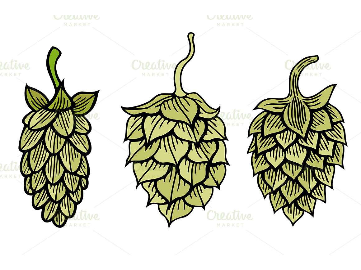 Hops vector visual graphic, a Graphic by IllustrationArtShop | Creative ...