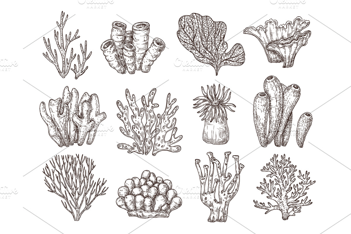 Coral sketch. Natural corals, a Background Graphic by Valerie Bodnar
