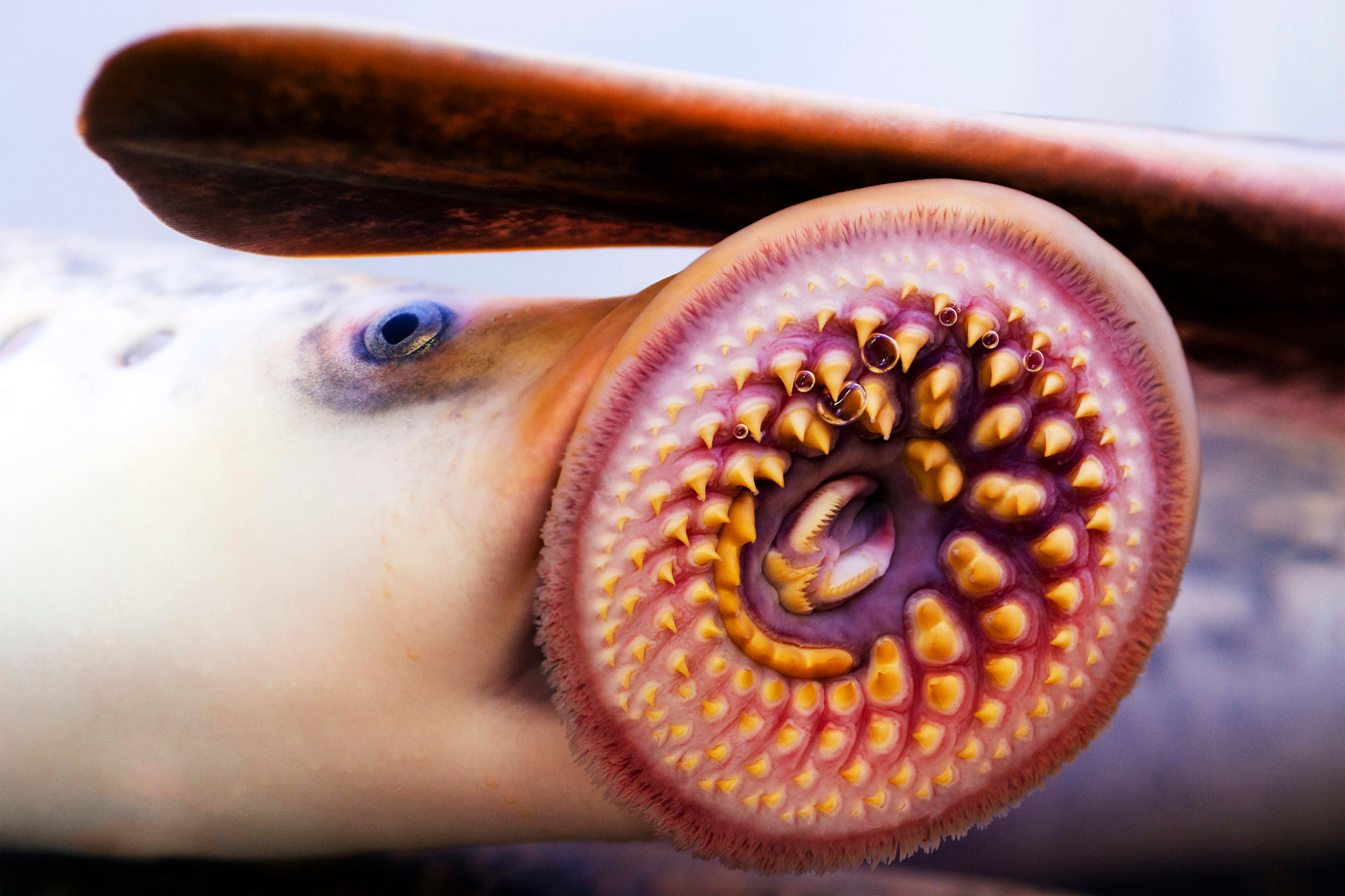 Lamprey fish parasite featuring lamprey, hyperoartia, and petromyzonti ...