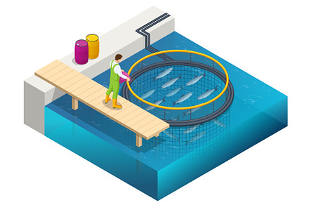 Isometric Fish Farm. Producing Trout, a Food Illustration by Golden Sikorka