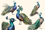 Peacock Clipart Watercolor, an Animal Illustration by Hello My Print