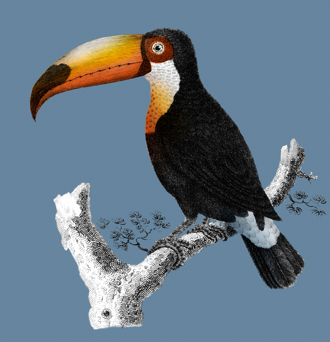 Illustration of animal psd featuring psd, layer, and animal, an Animal ...