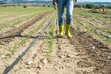 Farmer measure soil with digital dev featuring fennel, measure, and ph ...