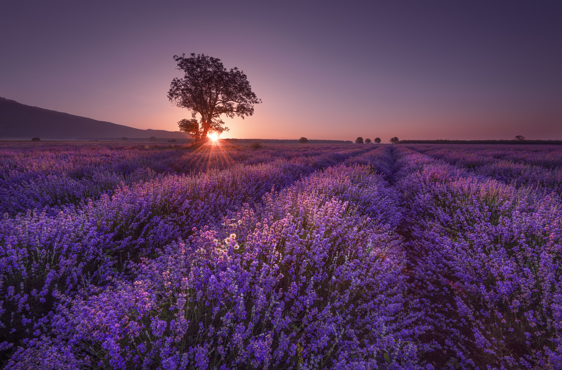 Magnificent lavender field featuring lavender, fields, and field ...