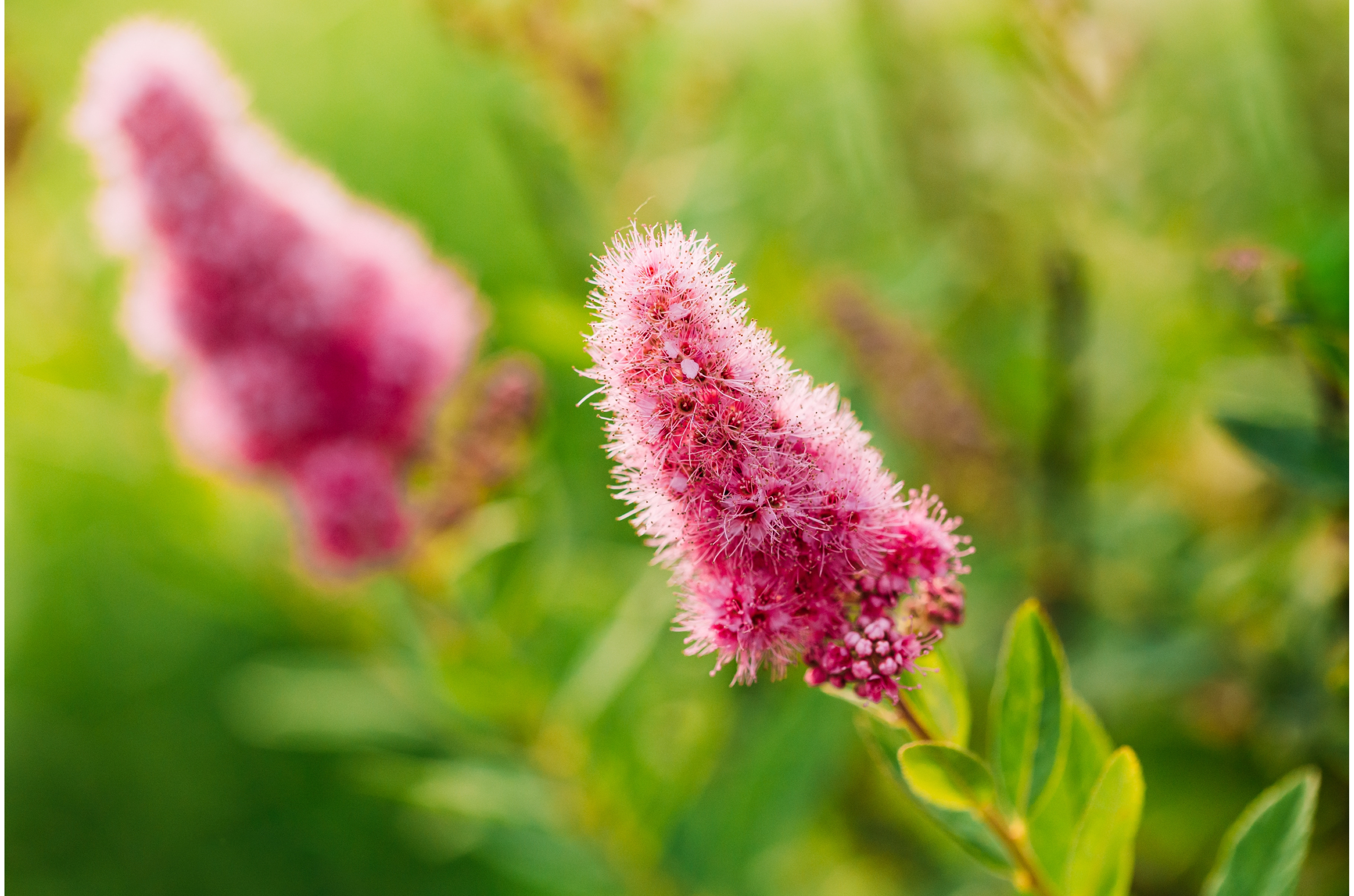 Pink Spirea Flowers On Bush At | Nature Stock Photos ~ Creative Market
