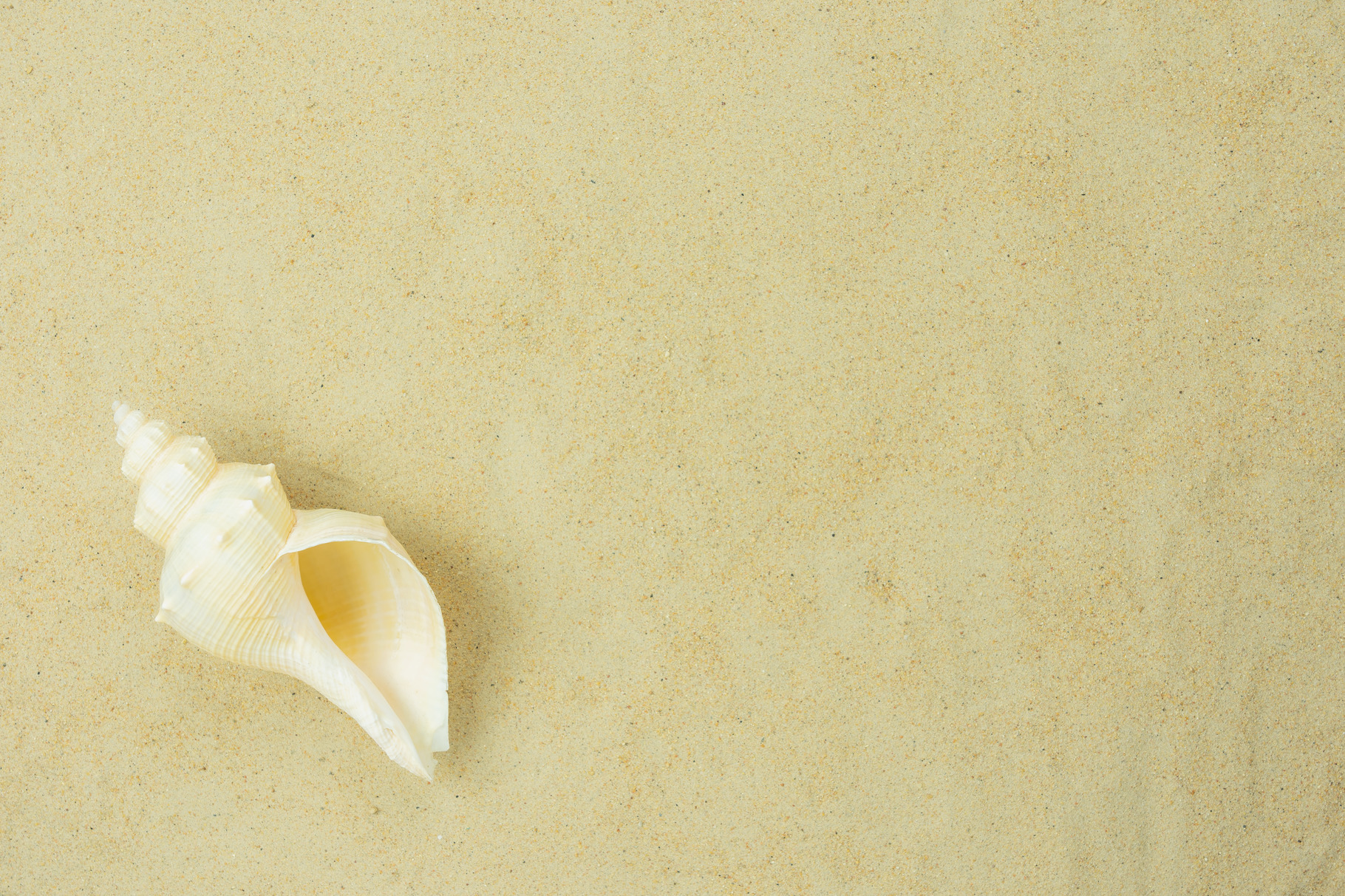 Top view shell on sand featuring top view, flat lay, and flatlay ...