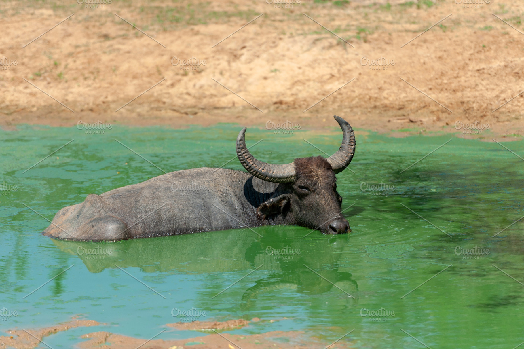 Water buffalo are bathing in a lake featuring water, buffalo, and asia ...