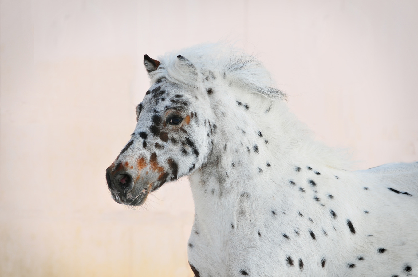 Funny spots, an Animal Photo by Olgait