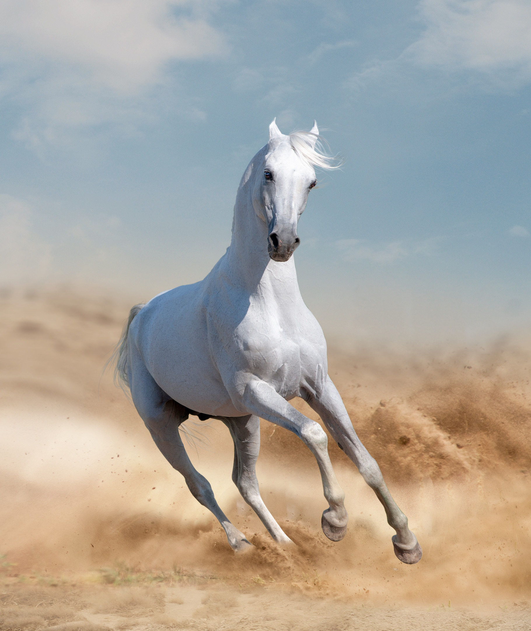 arabian horse running in desert, a Photo by Olgait