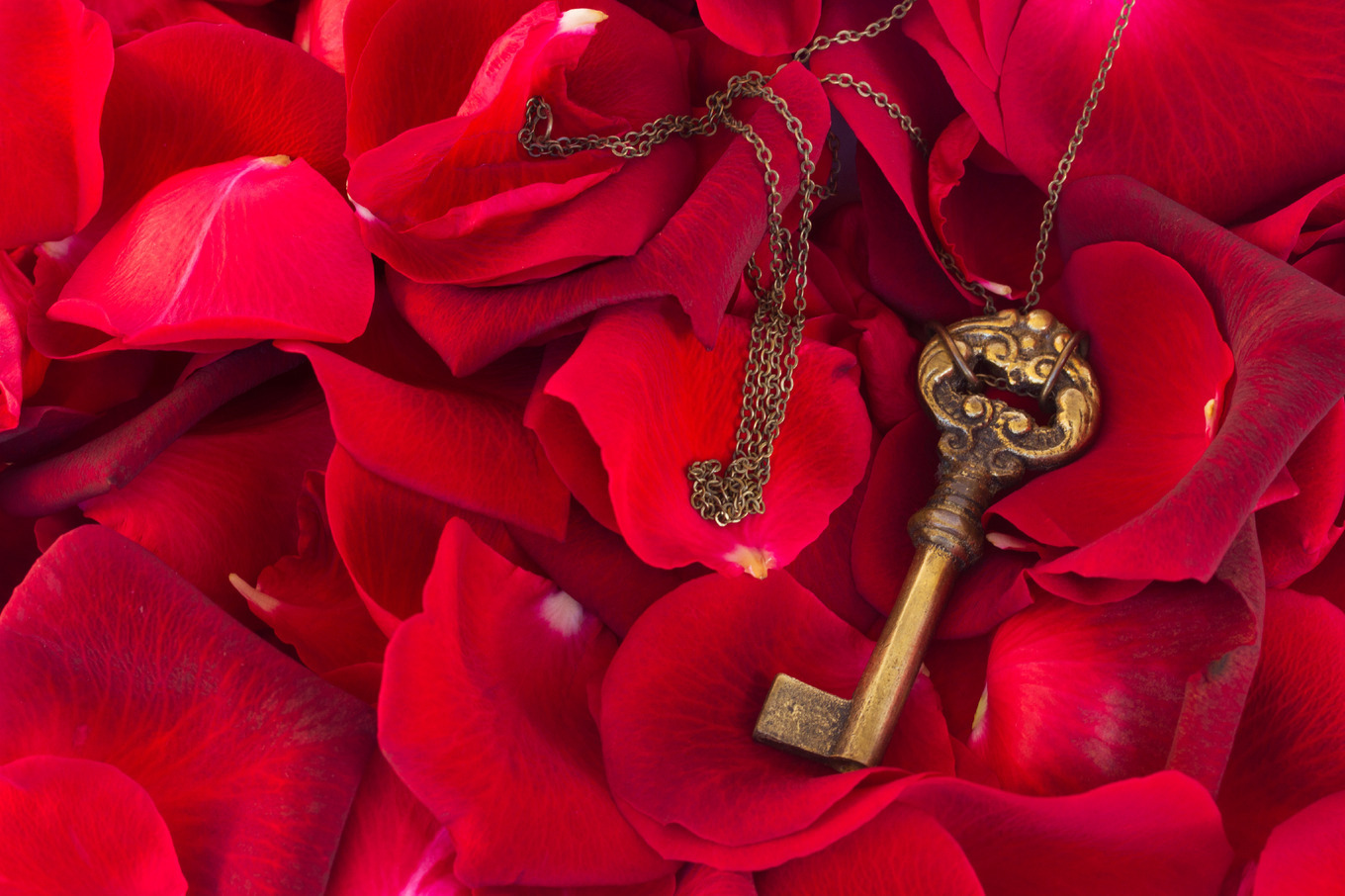 Key with crimson rose petals containing heart, key, and love, a Holiday ...