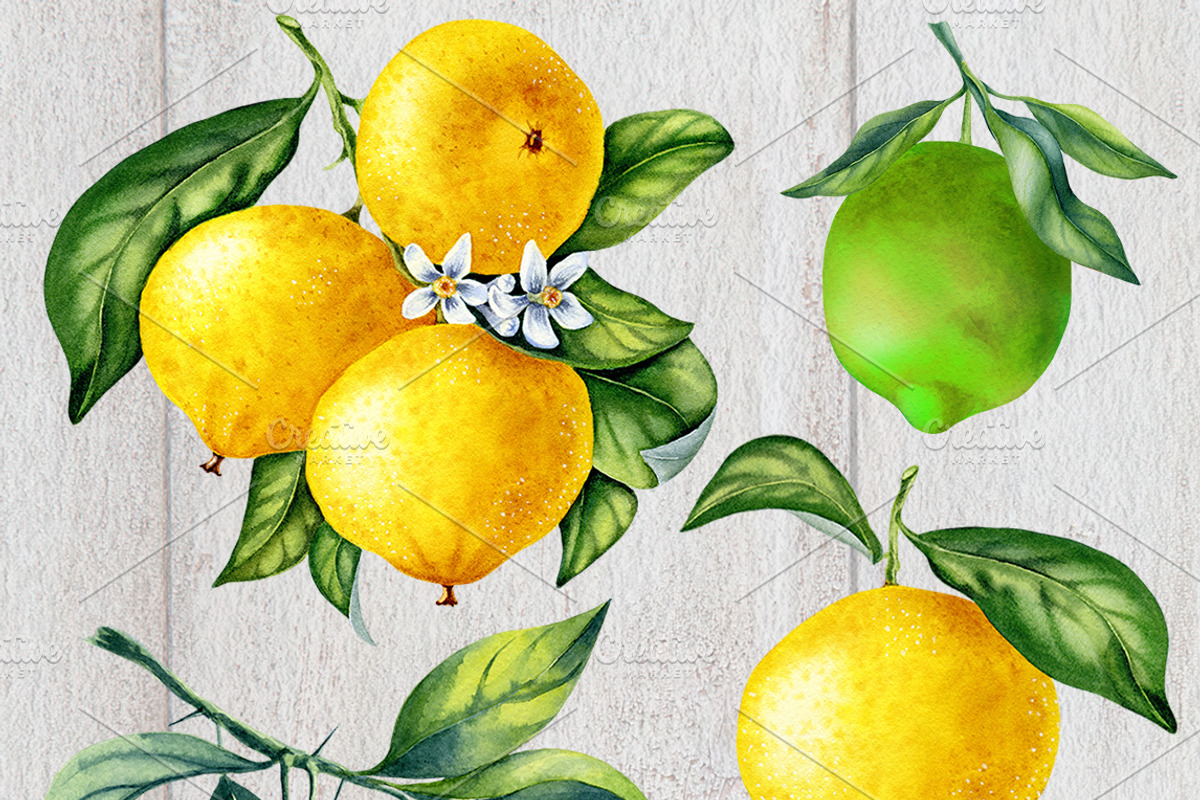 Watercolor citrus collection, an Illustration by MyAquarelleGarden
