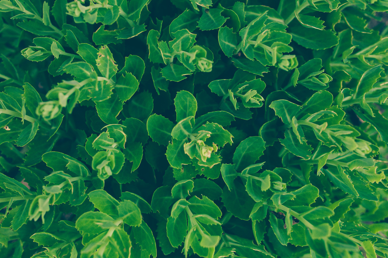 Green stock photo containing nature and green, a Nature Photo by Hombre ...
