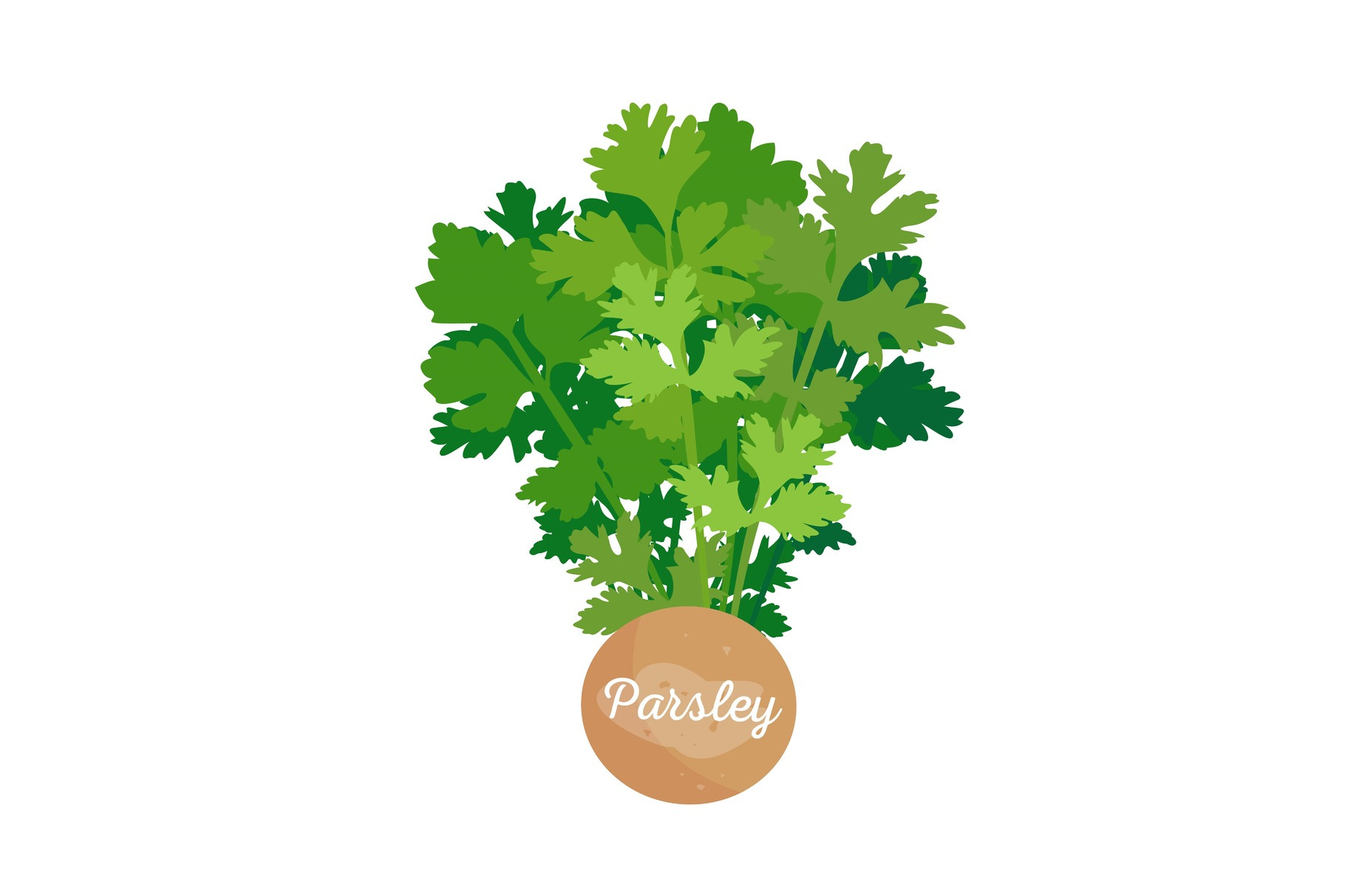 Parsley Poster and Spice, Vector | Graphic Objects ~ Creative Market