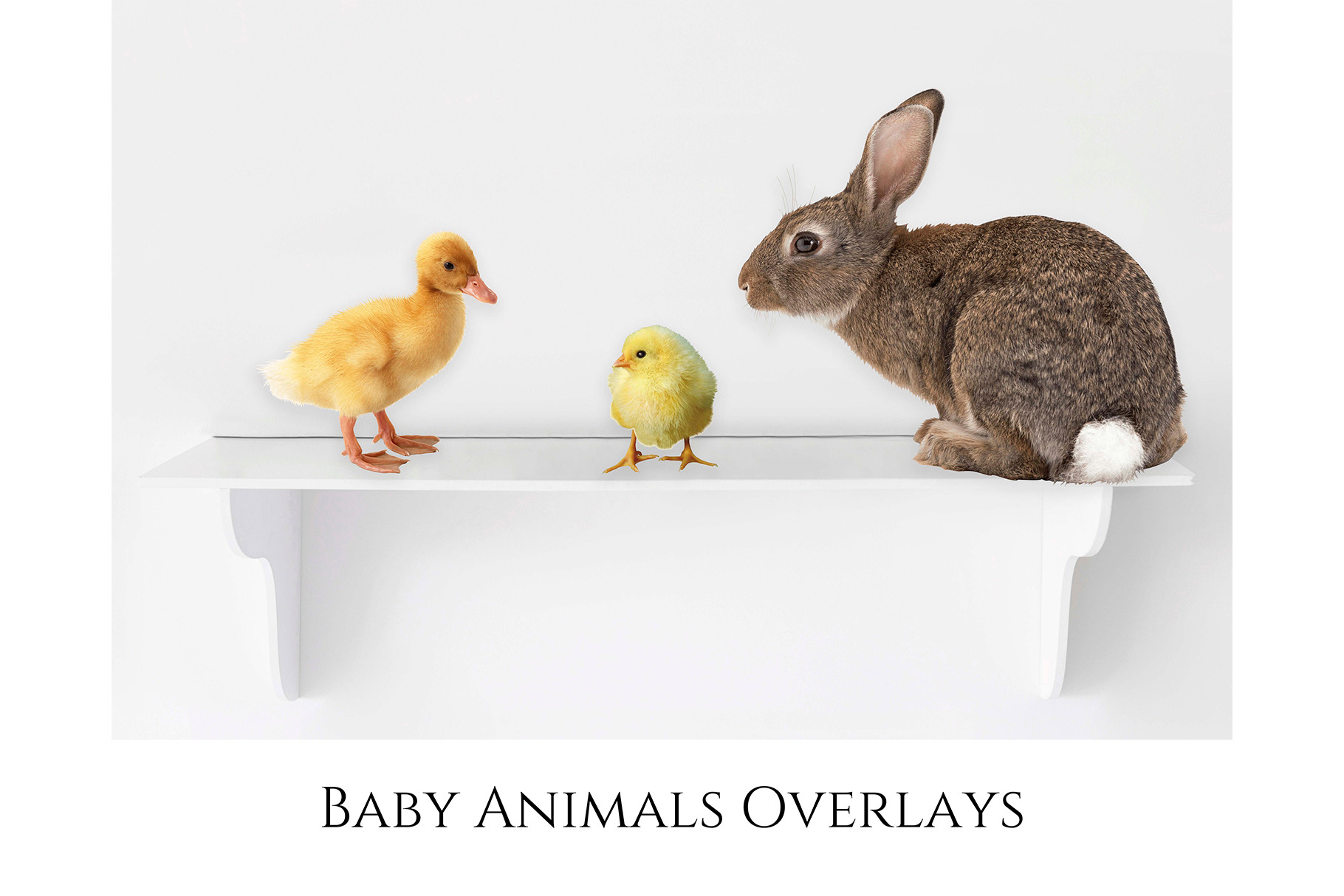 Chick, Bunny & Duckling Overlays, a Layer Style Add-On by Wild Honey ...