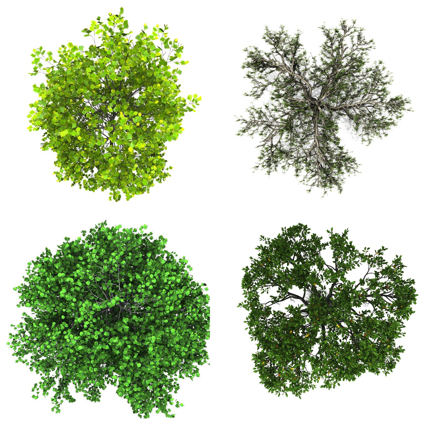 Tree isolated containing 3d, architecture, and background, a Nature ...