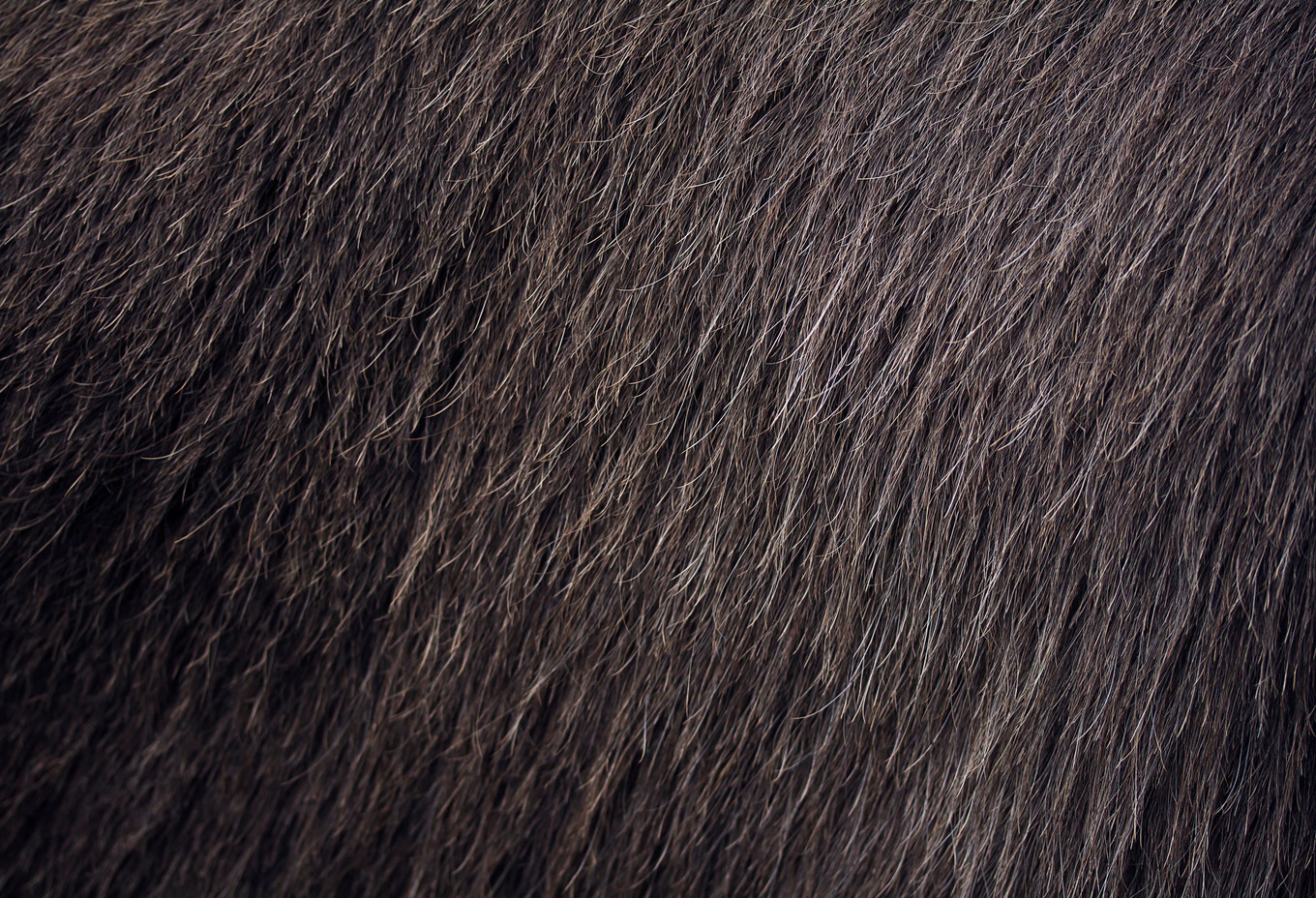 Course Donkey Fur, an Animal Photo by Neo Ink Design