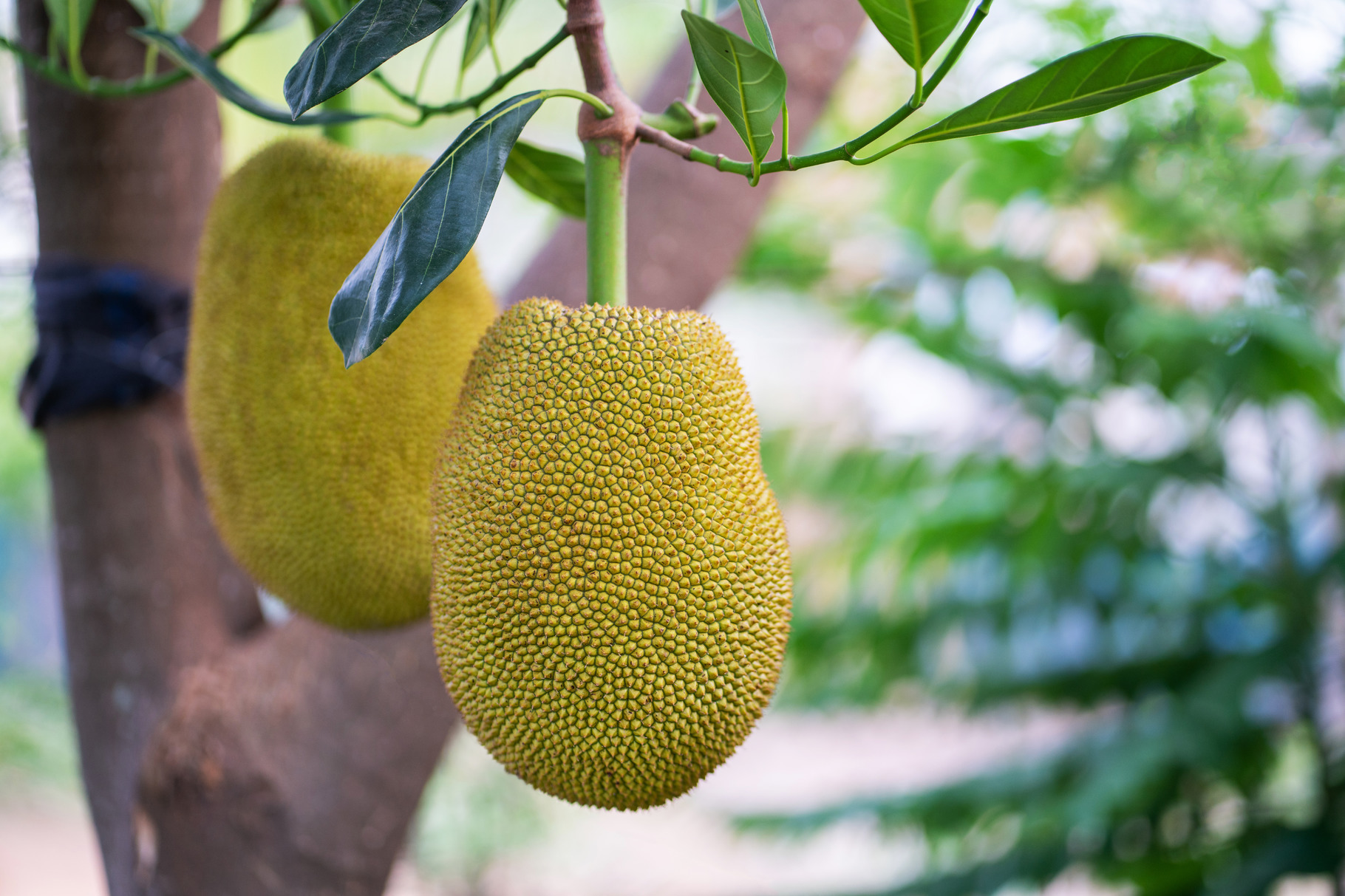 Jackfruit Tree, a Nature Photo by Nednapa