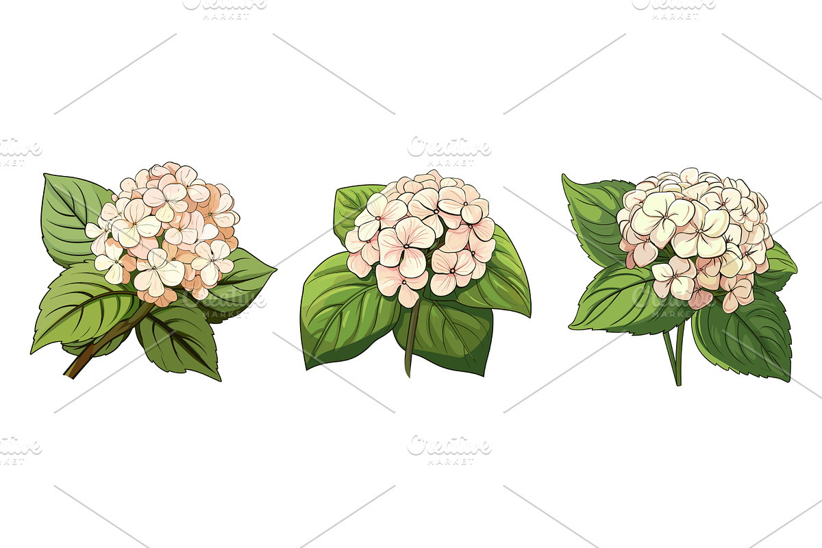 Cartoon pink hydrangeas with green, an Illustration by LadadikArt