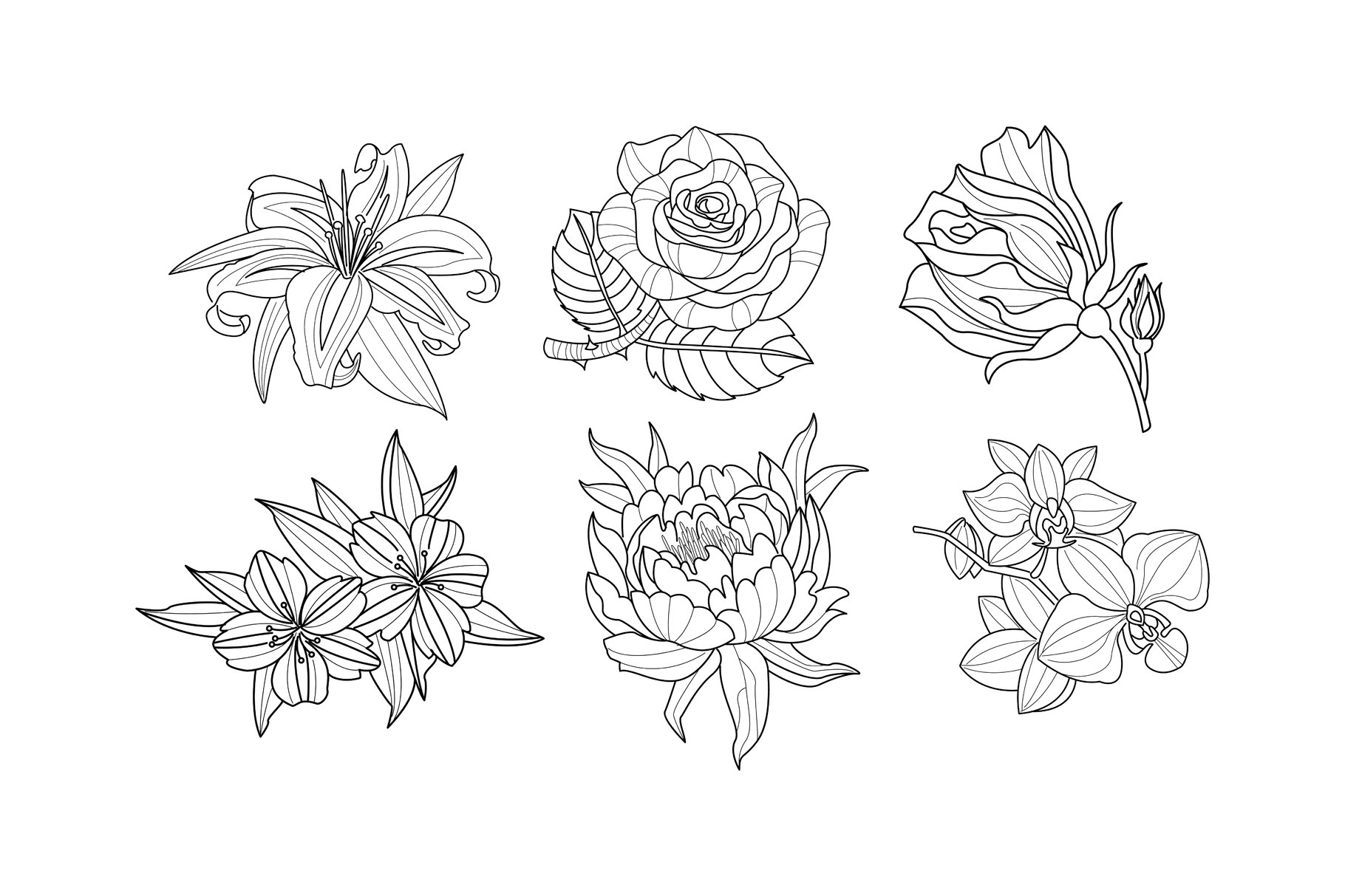 Vector set of beautiful hand drawn, a Decorative Illustration by TopVectors