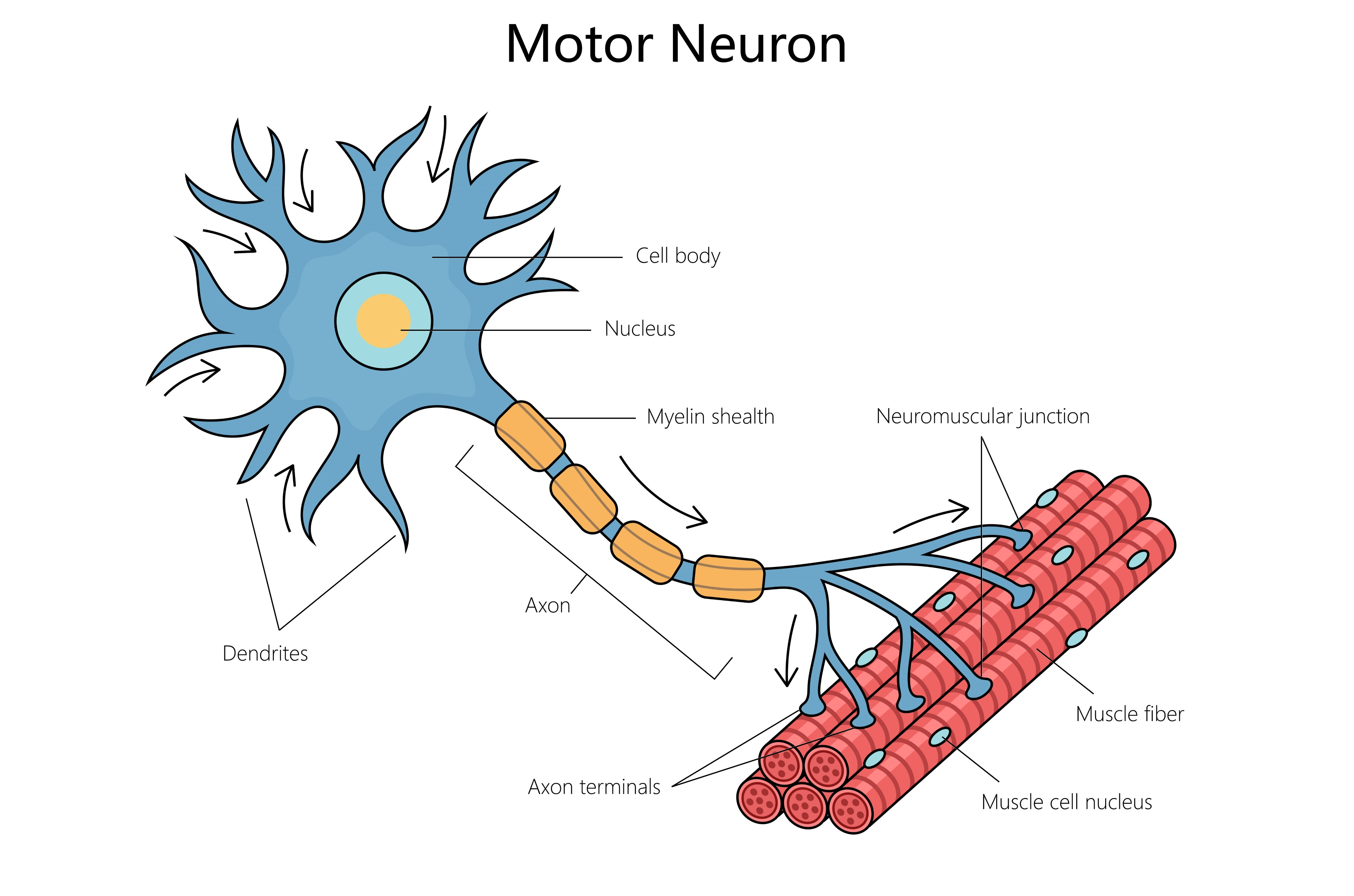 Anatomy Motor Neuron Diagram diagram | Healthcare Illustrations ...