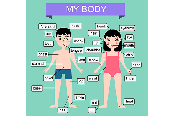My body. Educational infographic, an Education Illustration by Bunny's ...
