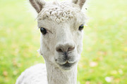 Cute and sheared lllamas in english featuring llama, lama, and shear ...