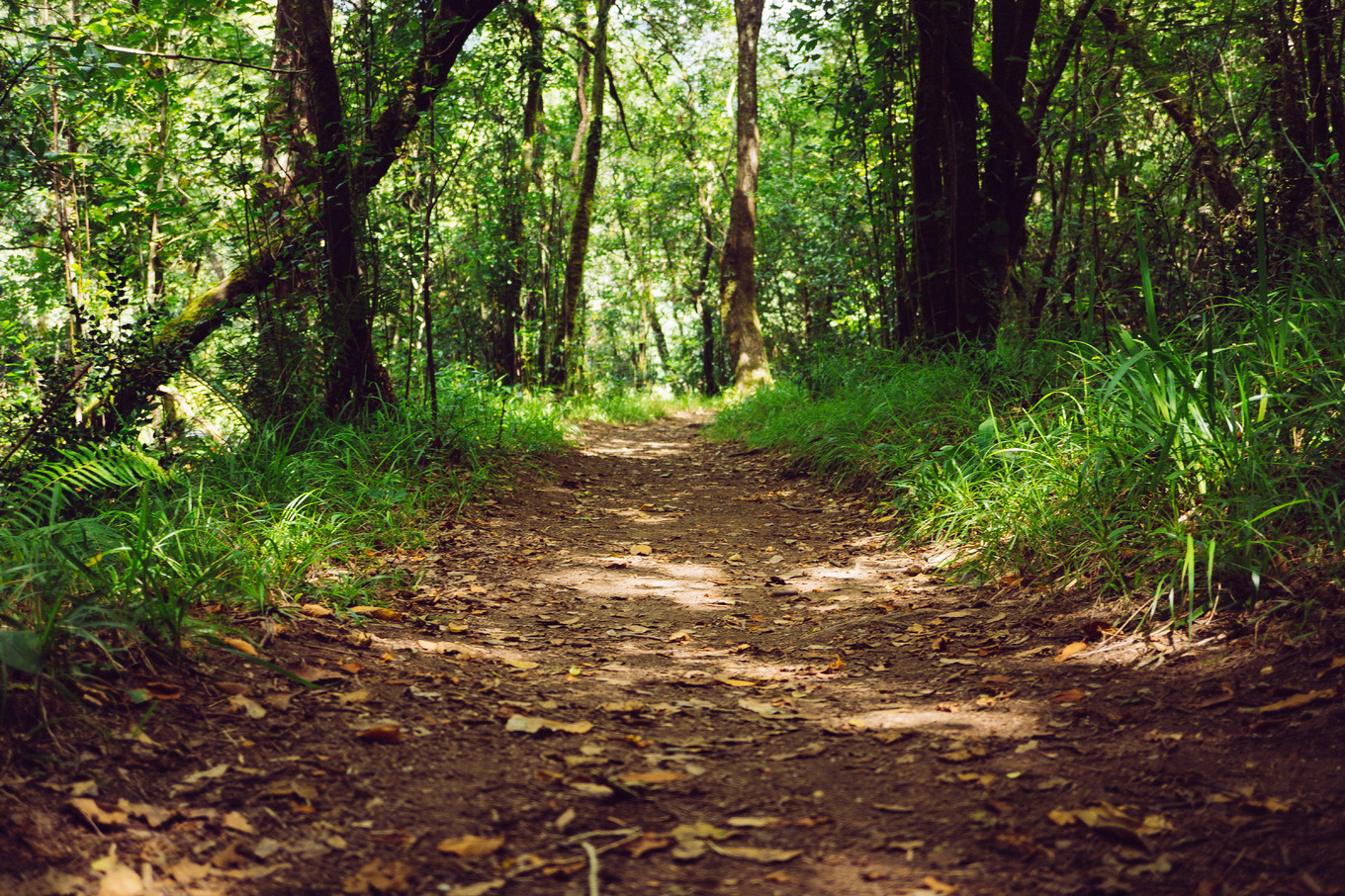 Path featuring walk, path, and park | Abstract Stock Photos ~ Creative ...
