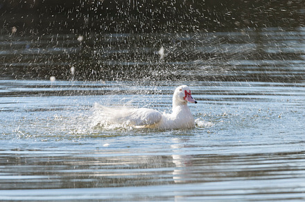 Common ansar anser anser featuring common ansar, anser anser, and ...