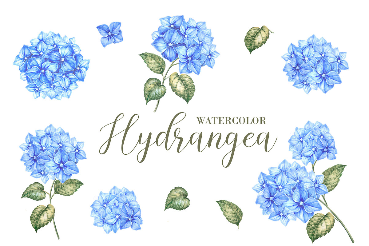 Watercolor Clipart Hydrangea flowers, a Decorative Illustration by Kotkoa
