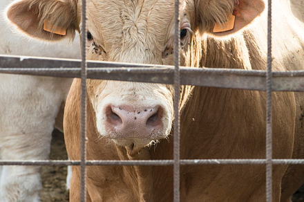 Bulls in a farm containing bull, farm, and animal, an Animal Photo by ...