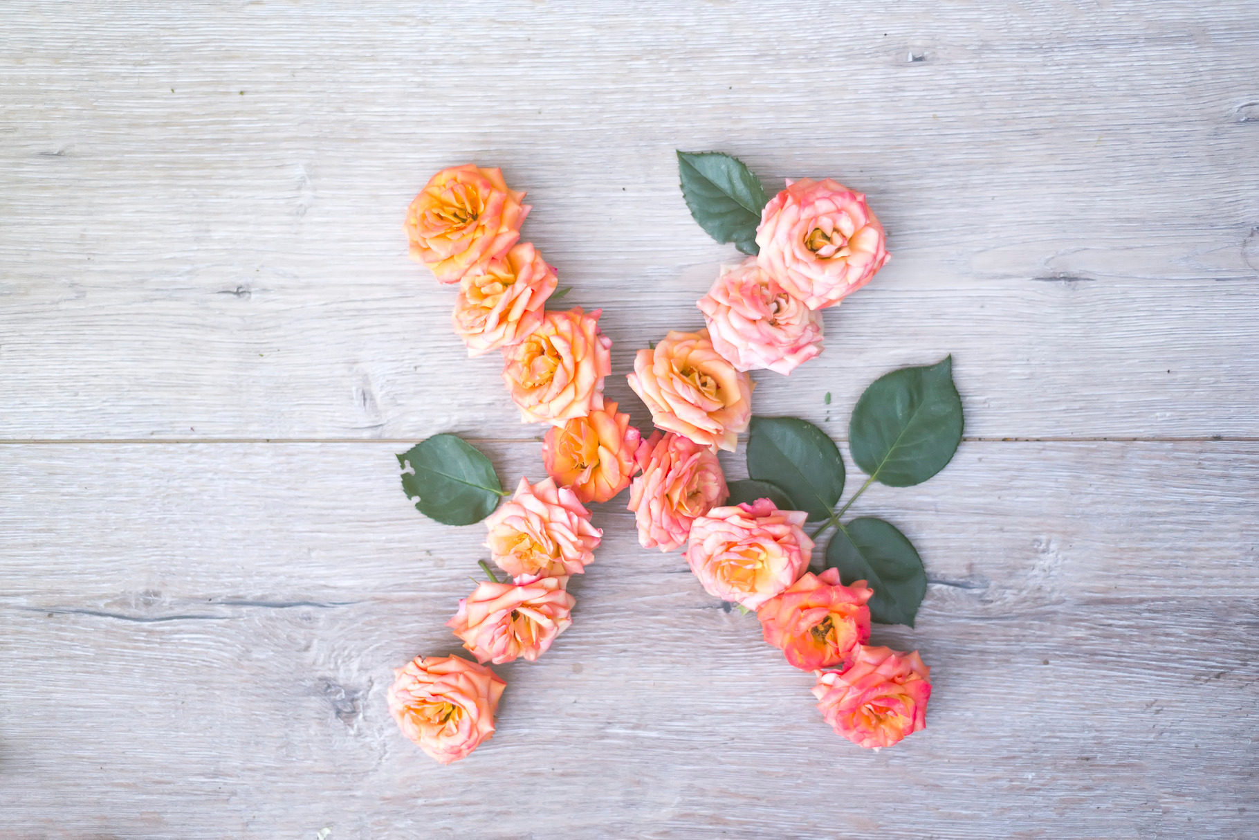 X, roses flower alphabet isolated on, a Nature Photo by YuMyart