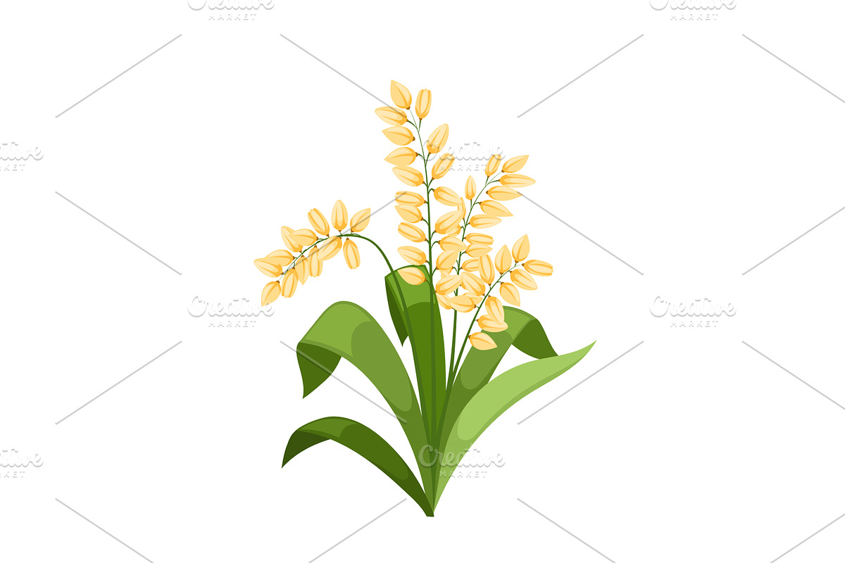 rice plant cartoon vector, a Food Illustration by pikepicture