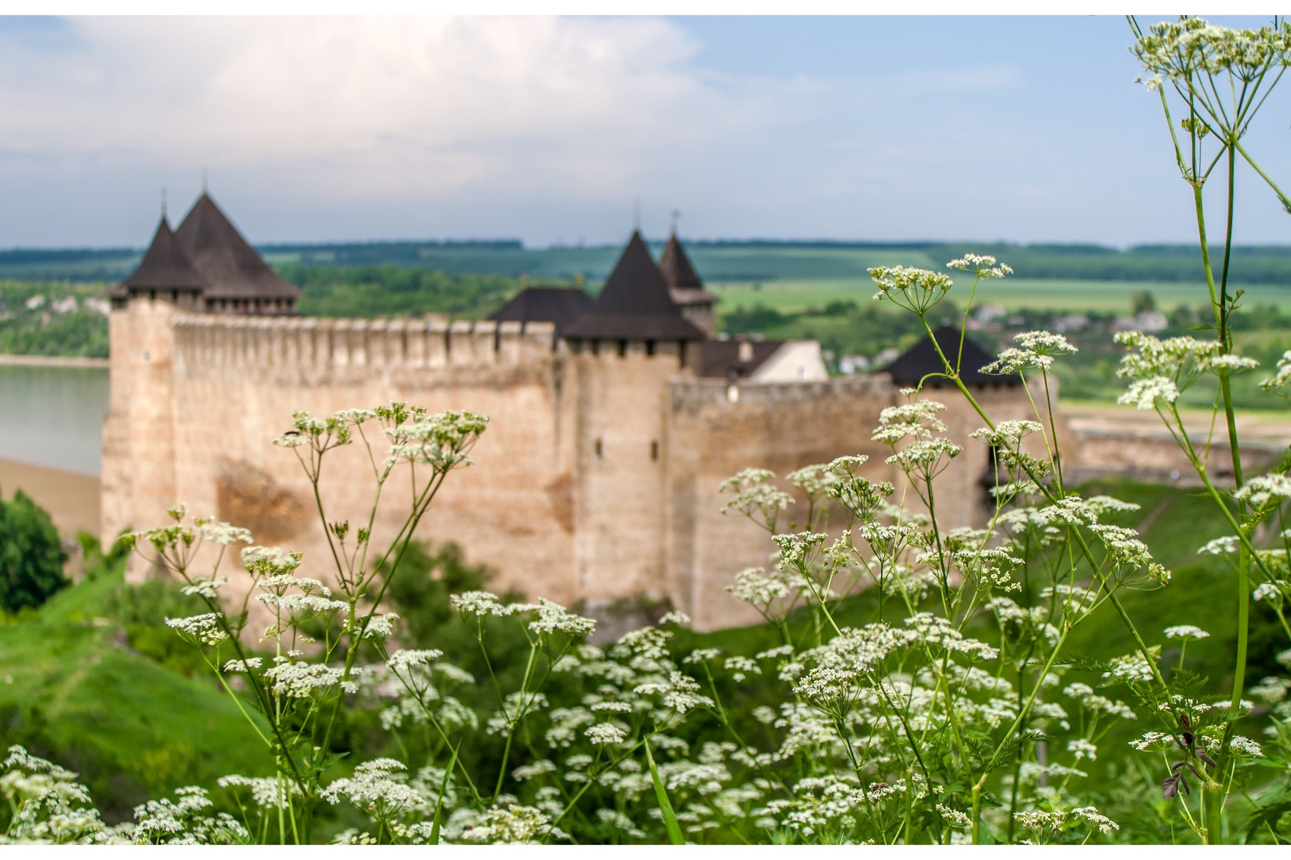 Achillea millefolium (yarrow | Architecture Stock Photos ~ Creative Market