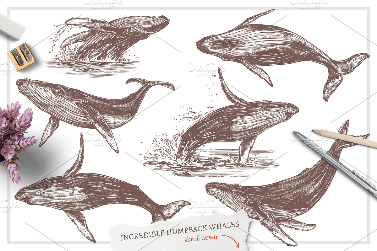 Whales Sketch Illustrations, an Animal Illustration by alexrockheart